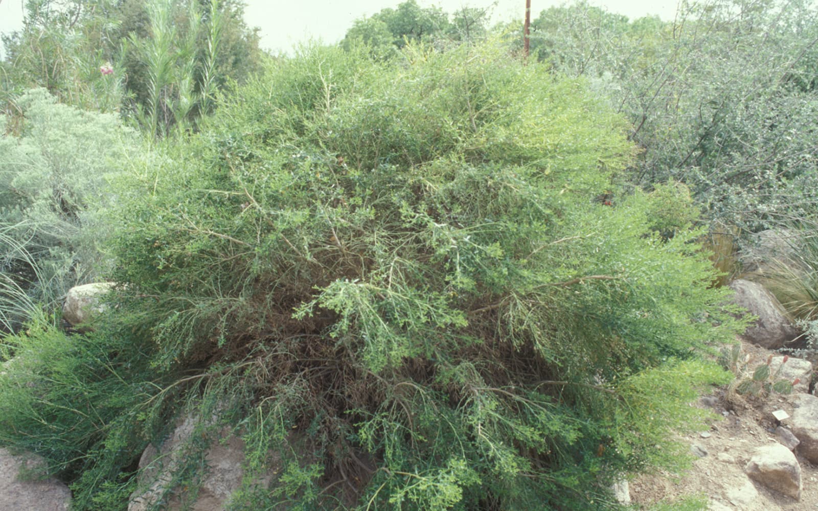 AMWUA