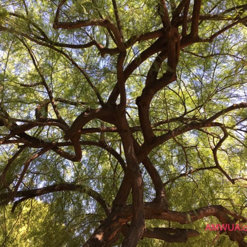 5 Trees To Shade Your Desert