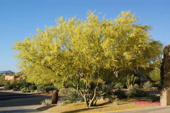 5 Trees To Shade Your Desert