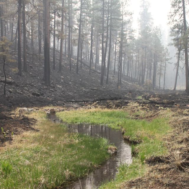 Preventing Forest Fires Protects Our Water